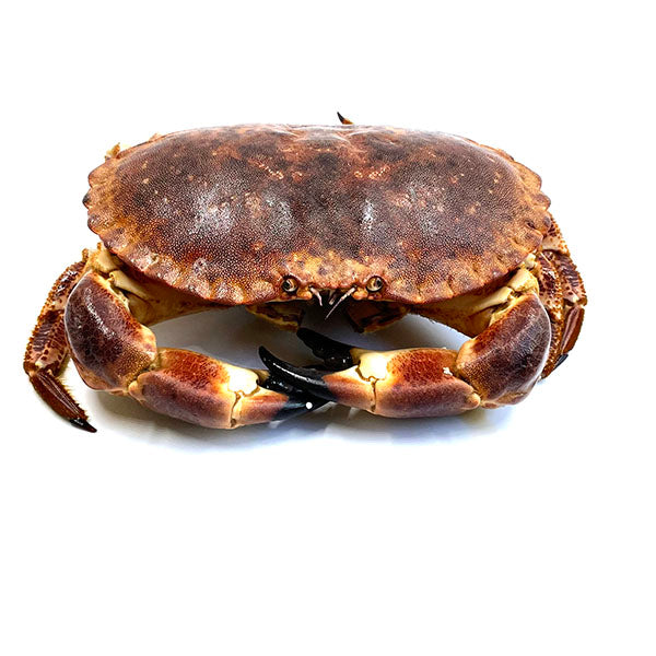 Live Bread Crab (鮮活麵包蟹) – A Tasty Box