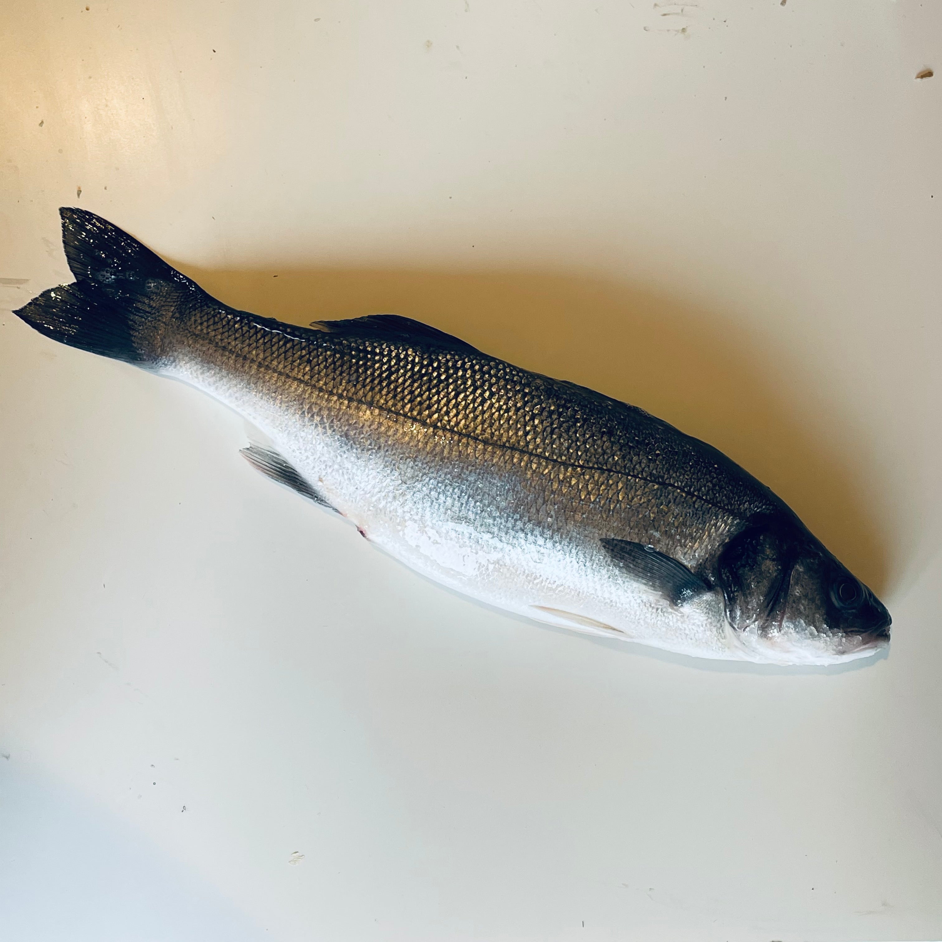 Sea Bass (鱸魚) – A Tasty Box